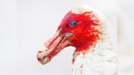 Amazing shot of angry birds wins Nature in Action photo competition ...