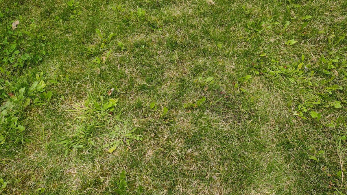 5 things to know before dethatching your lawn | Top Ten Reviews