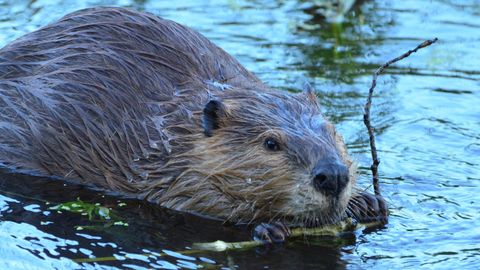 'Unusual' beaver die-off in Utah caused by 'rabbit fever,' which can ...
