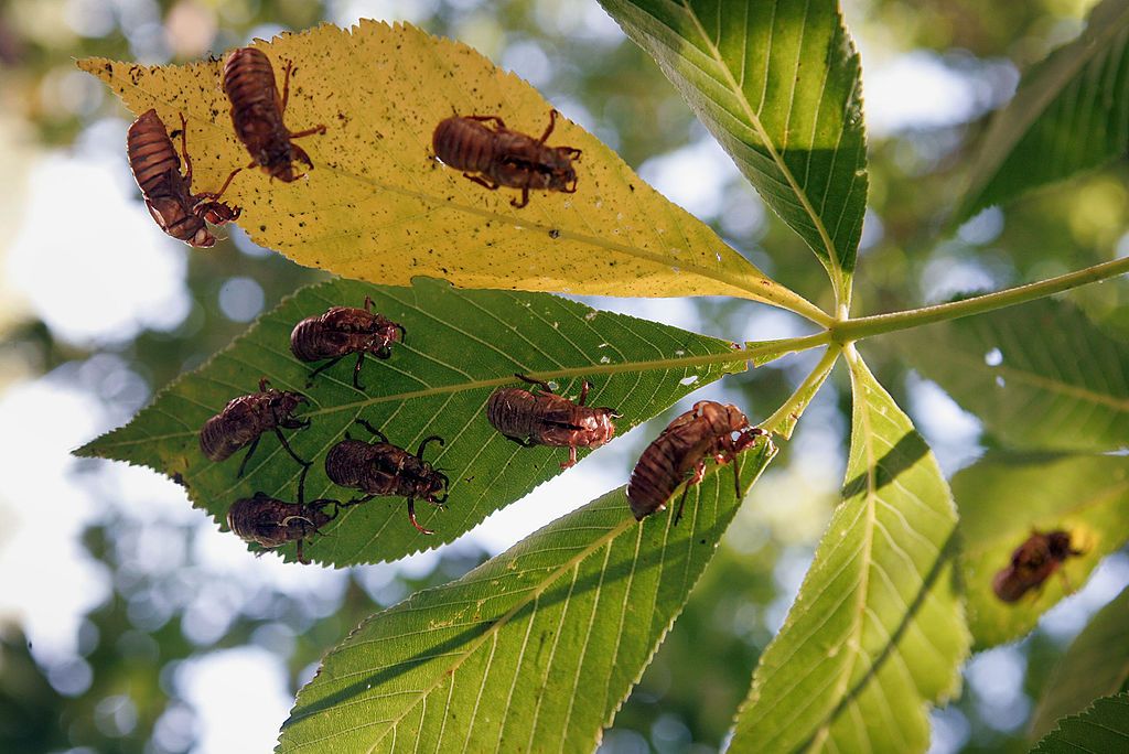 Cicada double brood event: What to expect as trillions of bugs emerge ...
