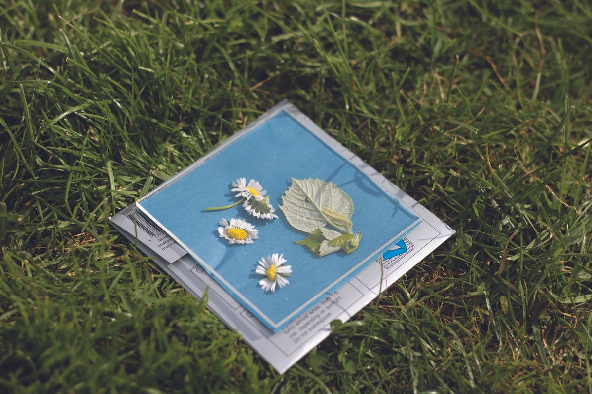 Home photography ideas: How to make a sunprint in just 30 minutes ...