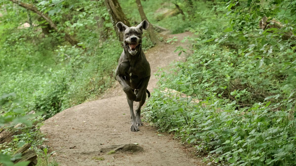 Great Dane vs Irish Wolfhound: Which giant breed is for you? | PetsRadar