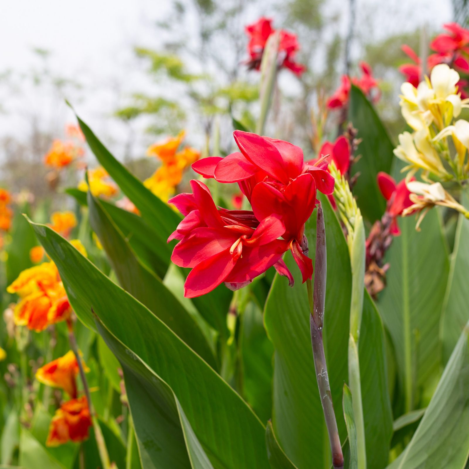 5 easy but unusual flowers to grow for extraordinary displays | Ideal Home