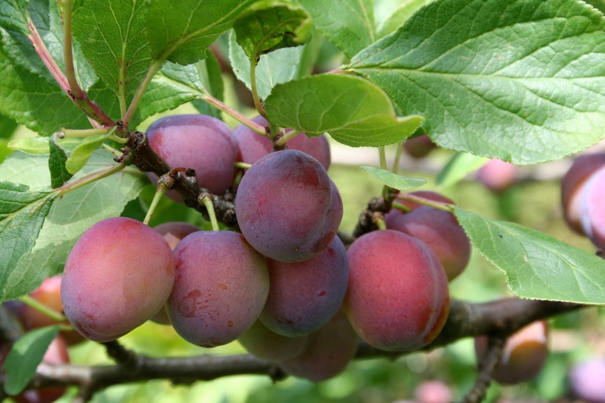 Opal Plum Care – How To Grow Opal Plum Trees In The Landscape ...