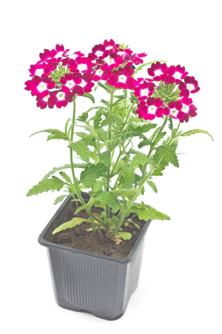 Growing Verbena From Seed: How And When To Plant Verbena Seeds ...