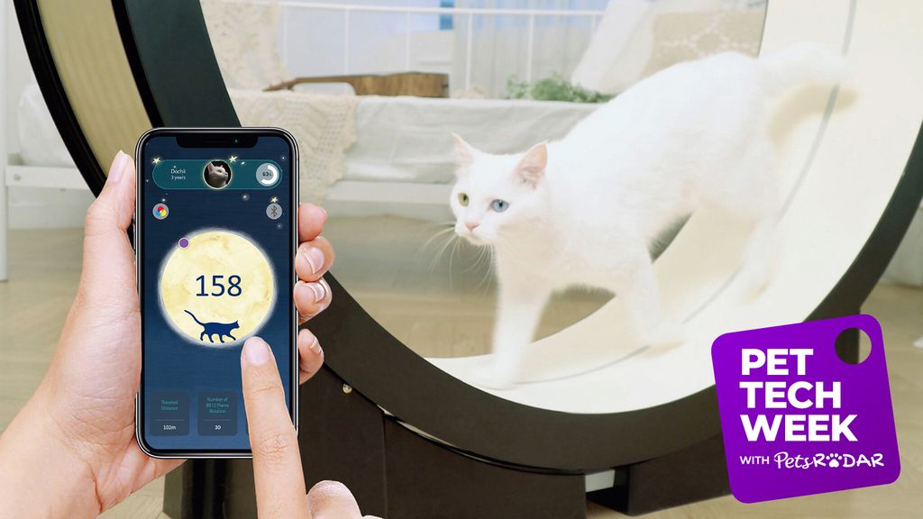 The Little Cat exercise wheel gives your feline friend a solid workout ...