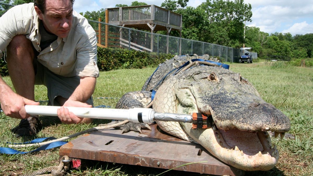 Which animals have the strongest bite? | Live Science