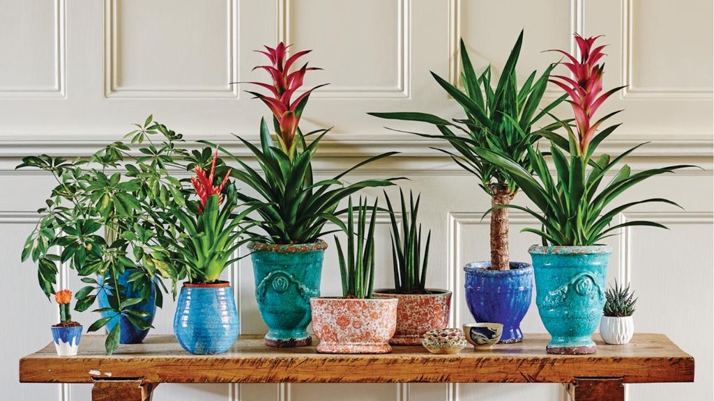 8 of the best tiny houseplants for small spaces and gift giving | Homes ...