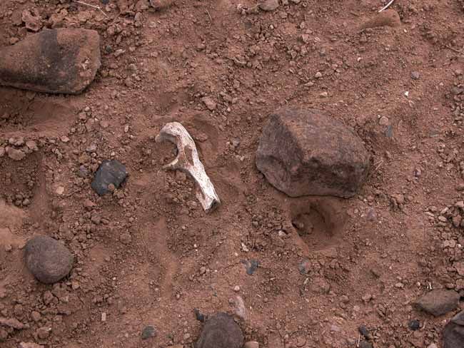 Human Ancestor 'Lucy' Walked Upright 3.2 Million Years Ago | Live Science