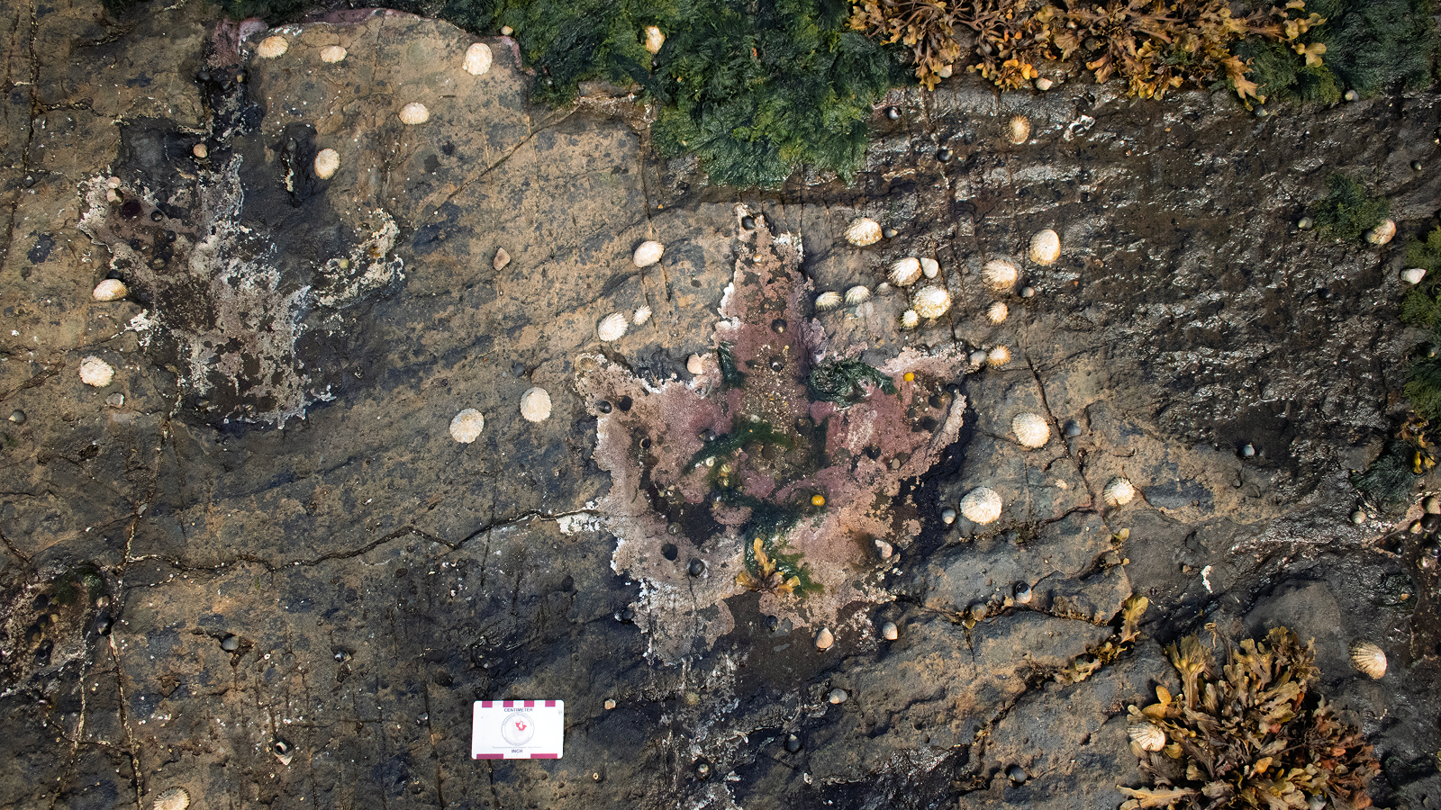 Trove of dinosaur footprints reveal Jurassic secrets on Isle of Skye ...