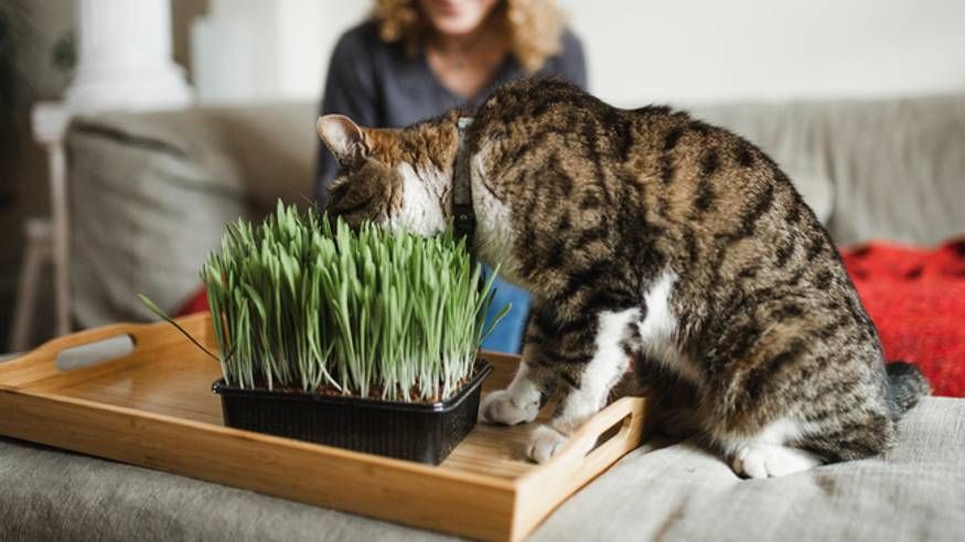 What is cat grass and how is it used? Benefits, drawbacks and effects ...