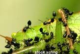 Ants 'Hate Each Other' But Work Together | Live Science
