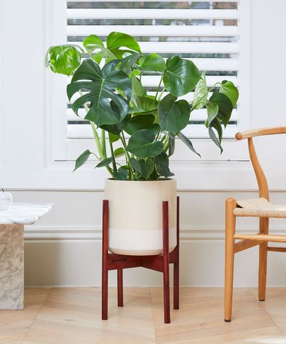 Swiss cheese plant care and growing tips: expert plant advice ...