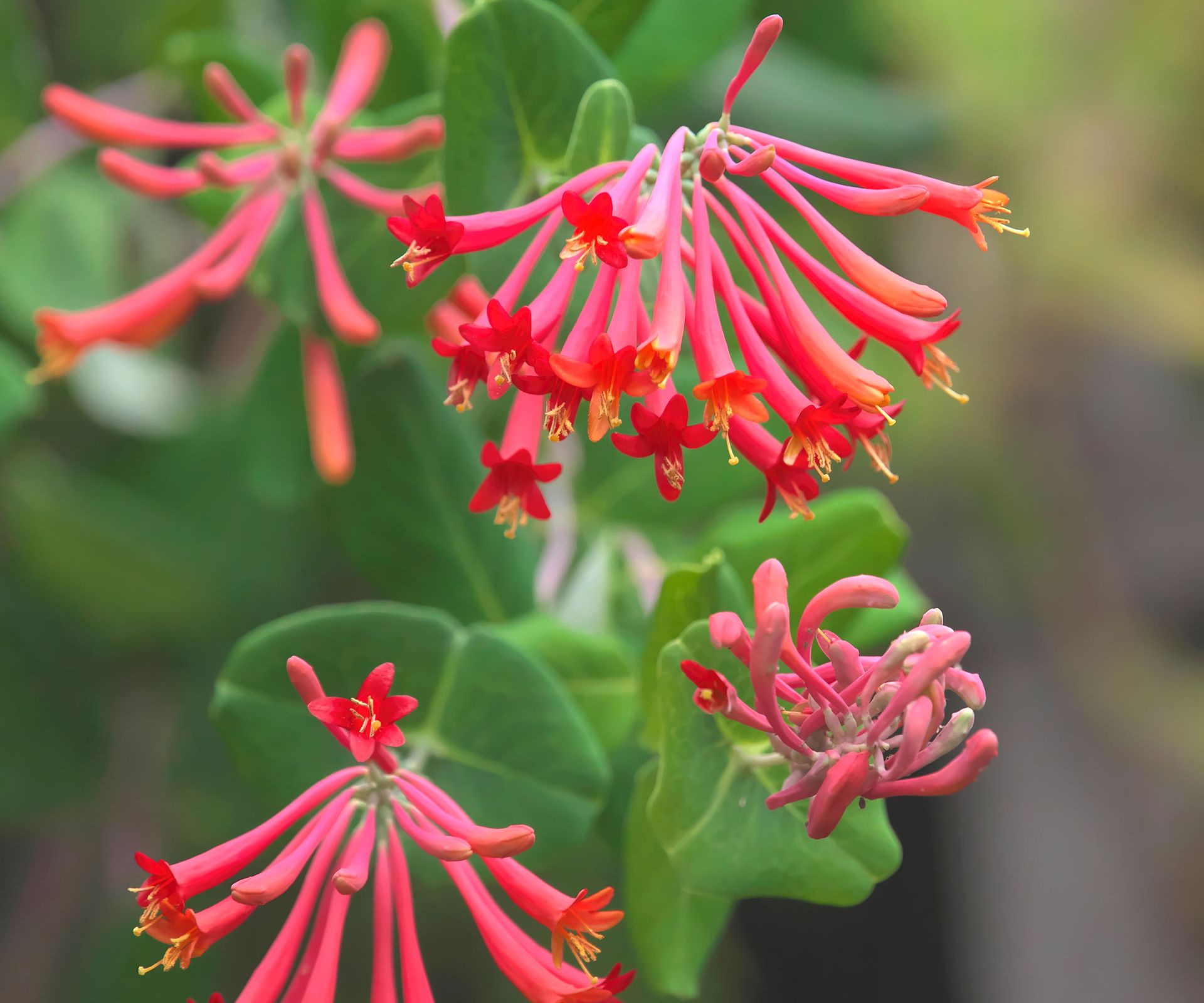 Grow These 8 Flowering Vines For Hummingbirds | Gardening Know How
