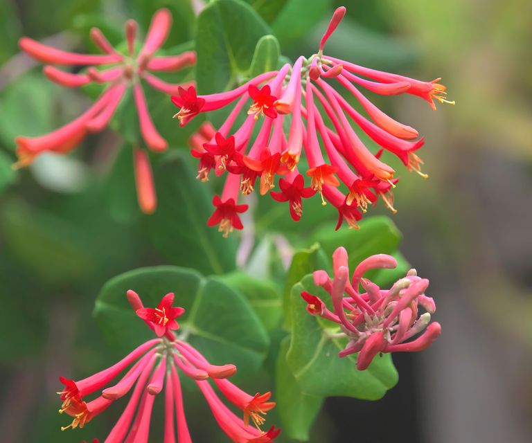 Grow These 8 Flowering Vines For Hummingbirds | Gardening Know How