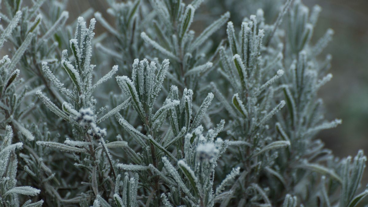 5 tips to winterize lavender to protect it from the big chill | Tom's Guide
