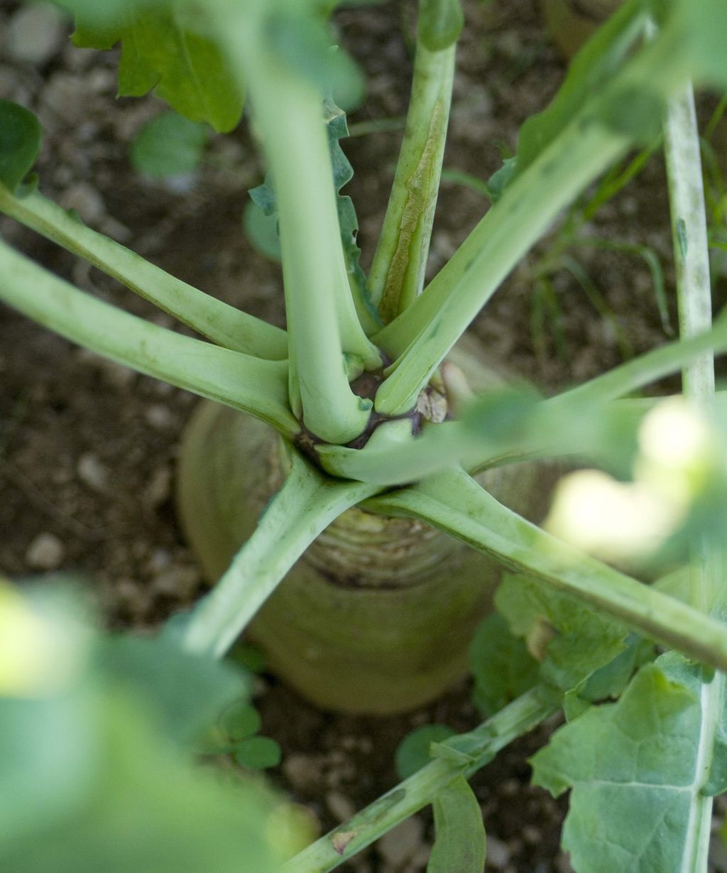 How to grow rutabaga - expert tips for bumper harvests | Homes and Gardens