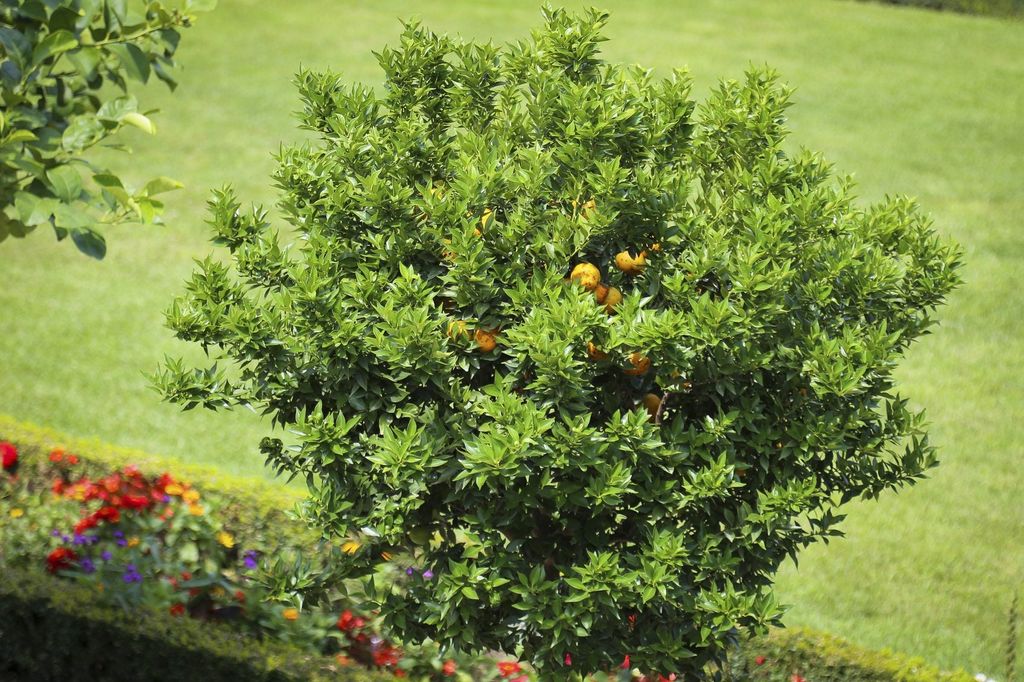 Lemon Tree Understory Plants - What Will Grow Under A Lemon Tree ...