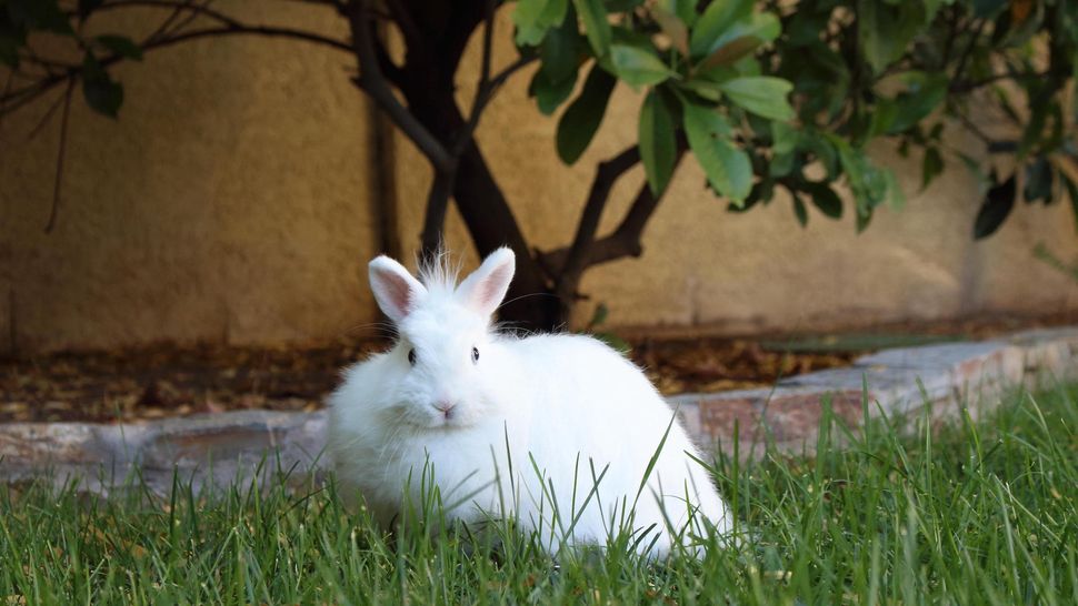 32 breeds of rabbits | PetsRadar