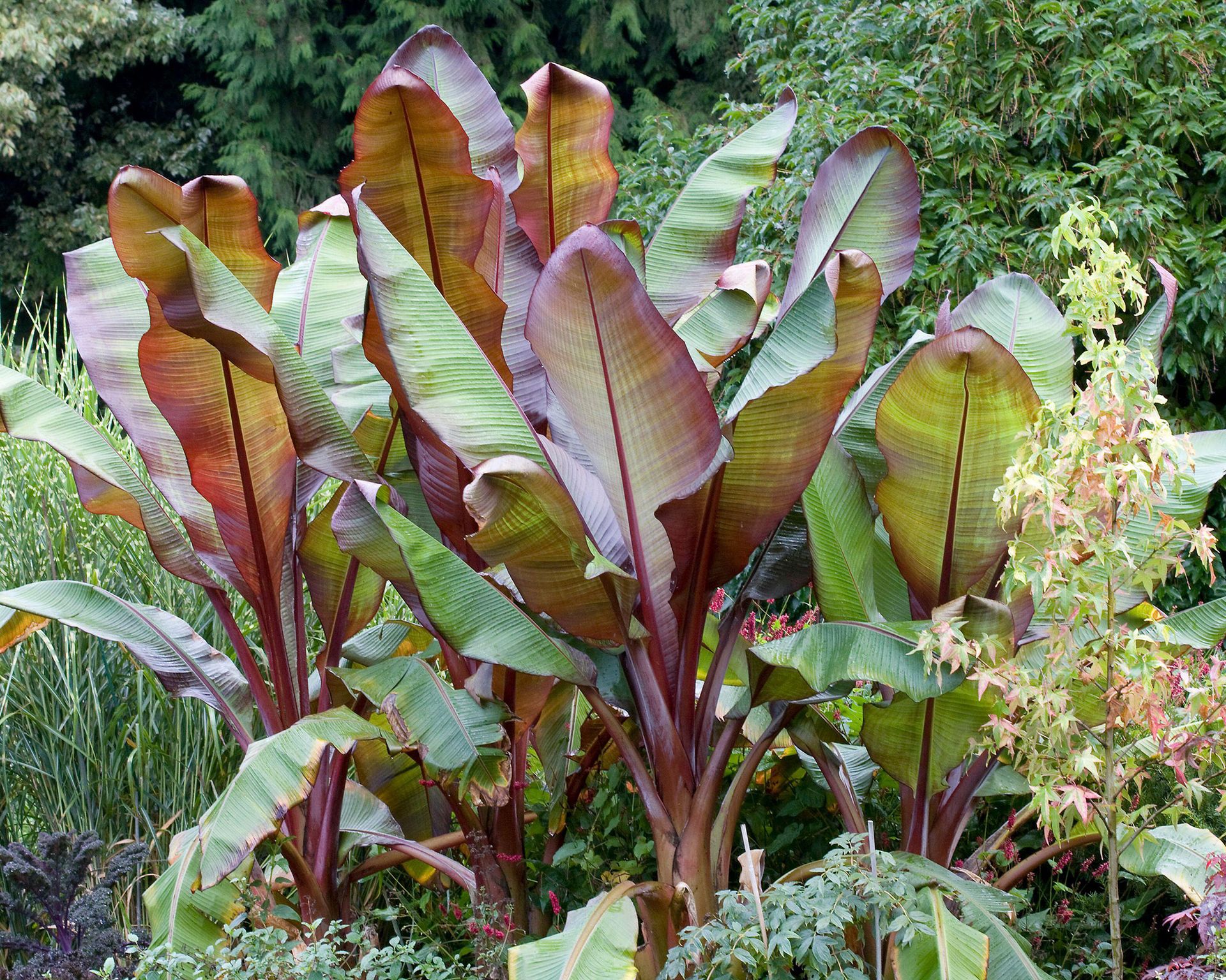 Jungle plants: 16 options for lush and leafy borders | Gardeningetc