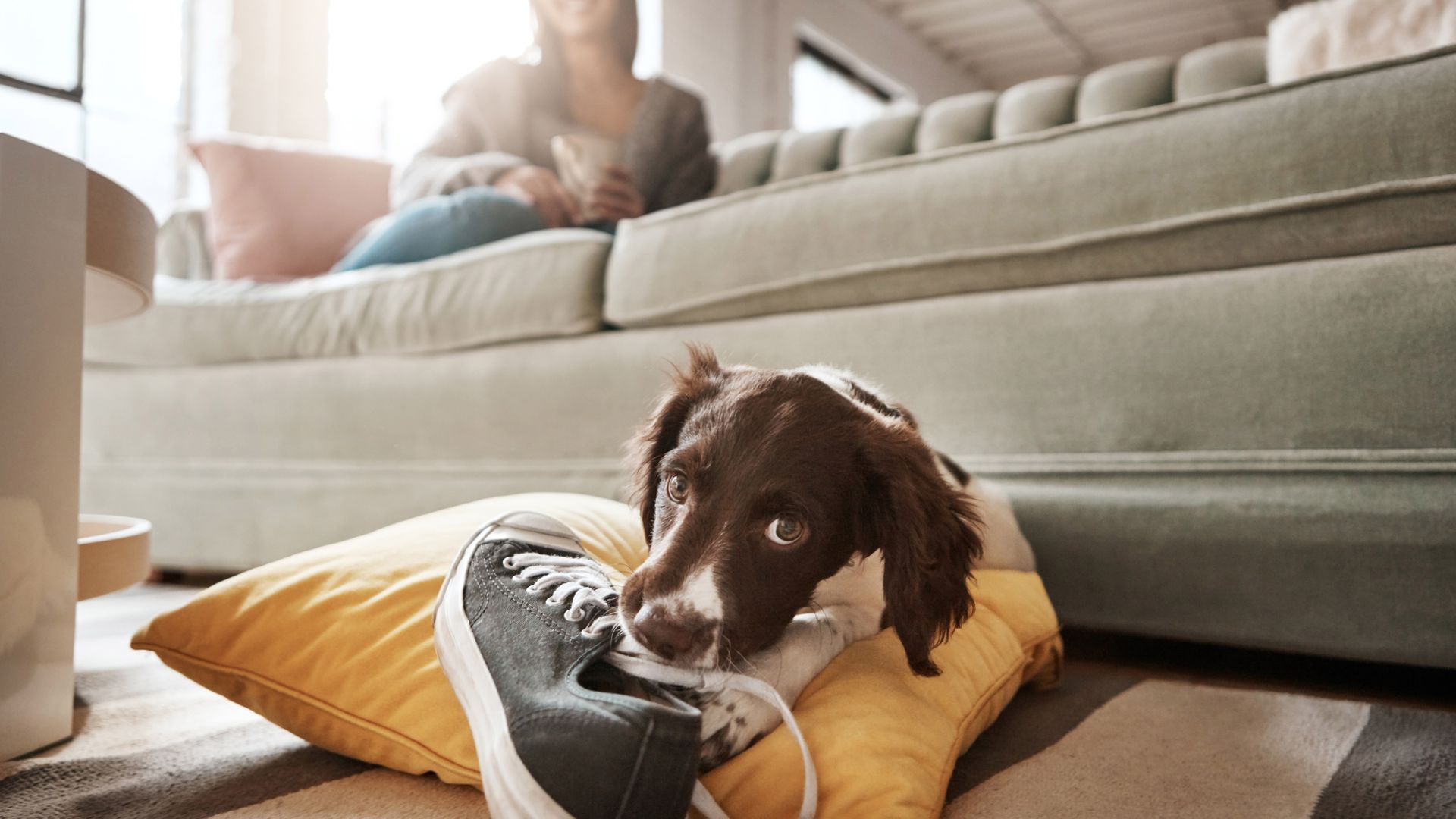 Best ways to clean up after dogs | Real Homes
