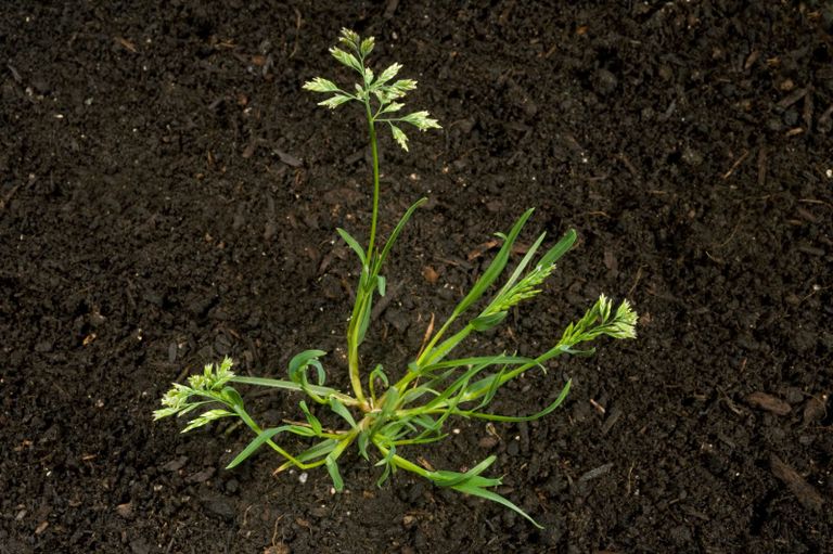 How to get rid of weeds and stop them from spreading: remove these ...