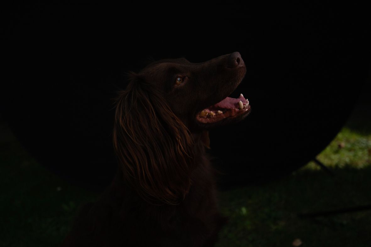 Home photography ideas: Soggy doggy portraits! | Digital Camera World
