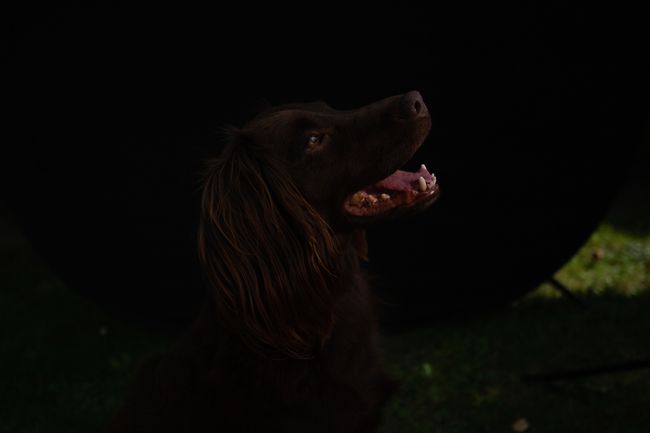 Home photography ideas: Soggy doggy portraits! | Digital Camera World