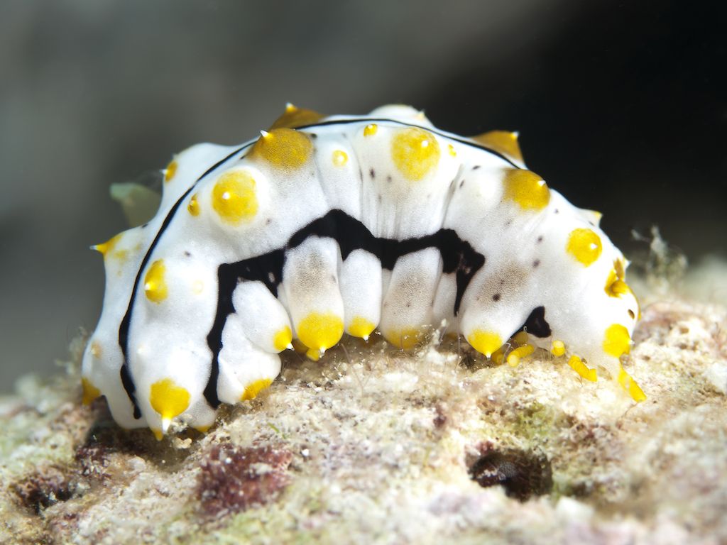 What Is a Sea Cucumber? | Live Science