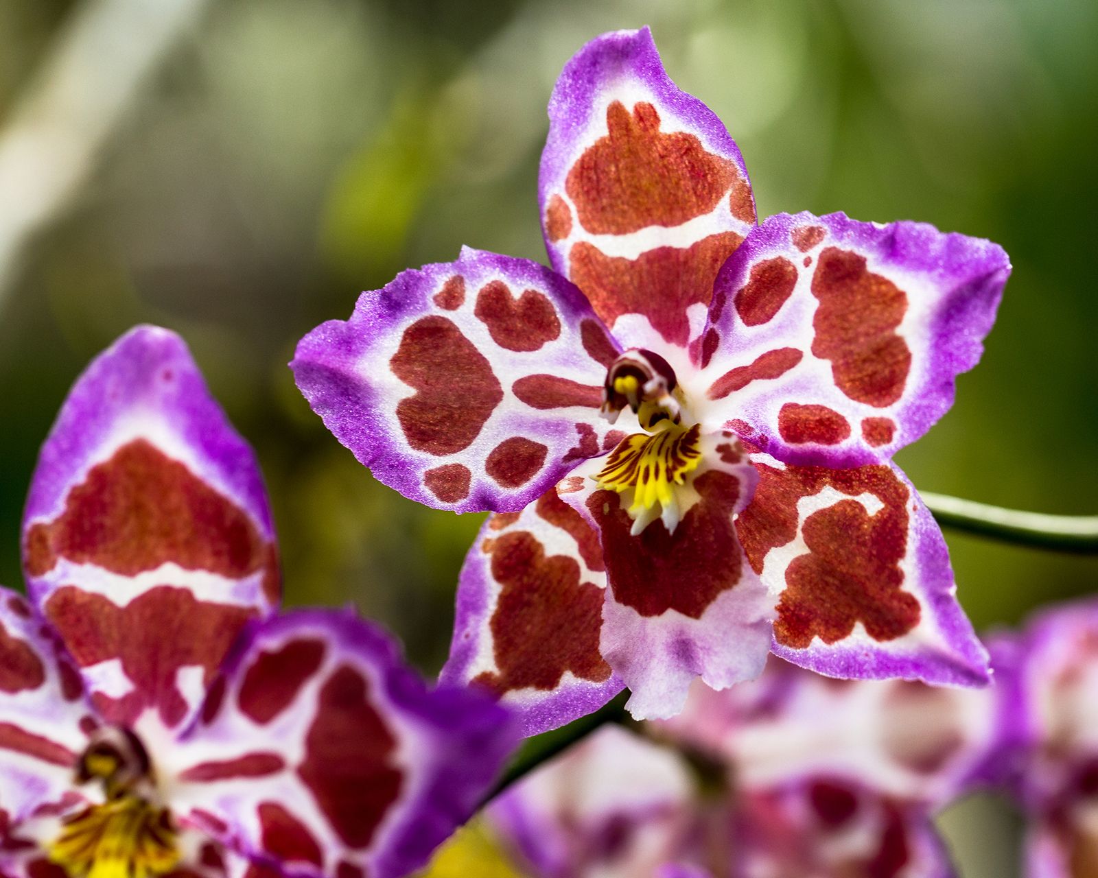 8 Rare Orchids That Make The Most Stunning Houseplants | Gardening Know How