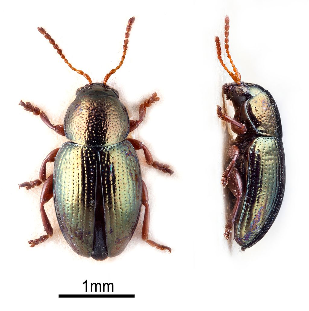Meet the Beetles: Stunning Museum Specimens from London | Live Science