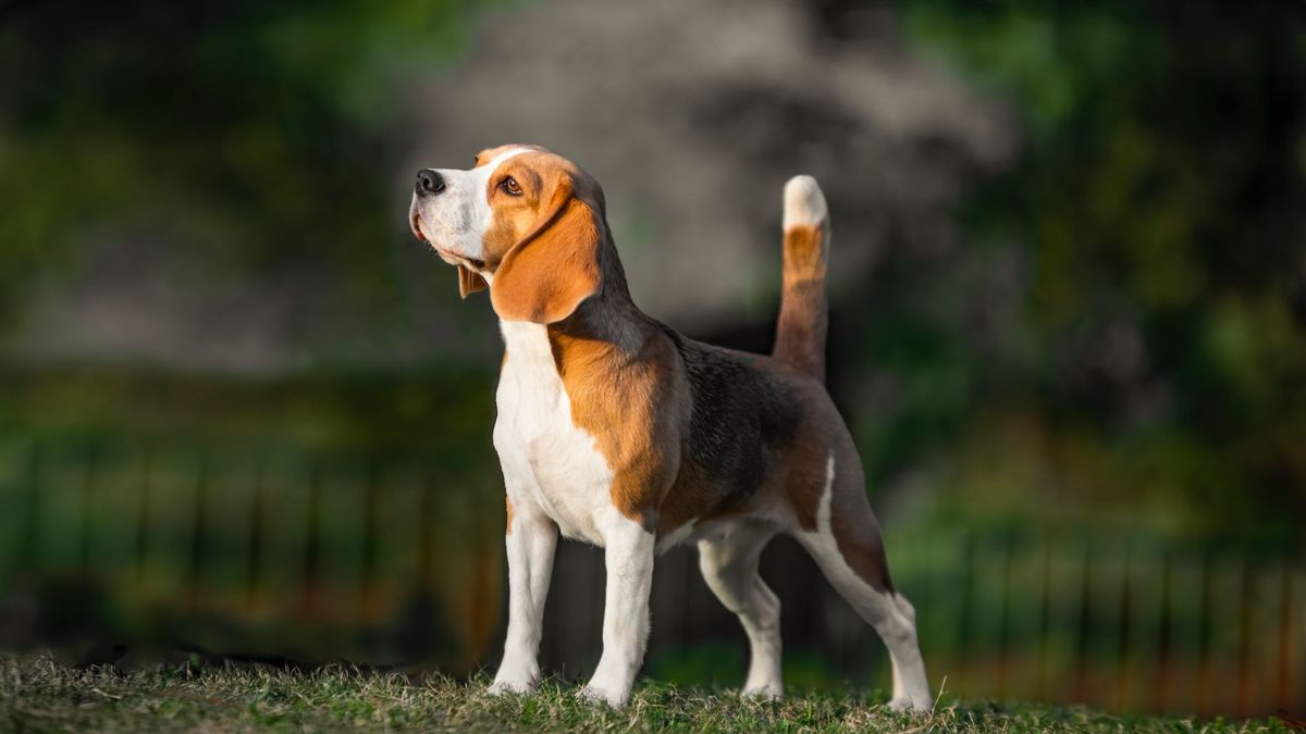 32 super cool dog breeds from the United States | PetsRadar