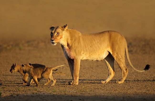 In Photos: A Lion's Life | Lion Image Gallery, African Lions | Live Science