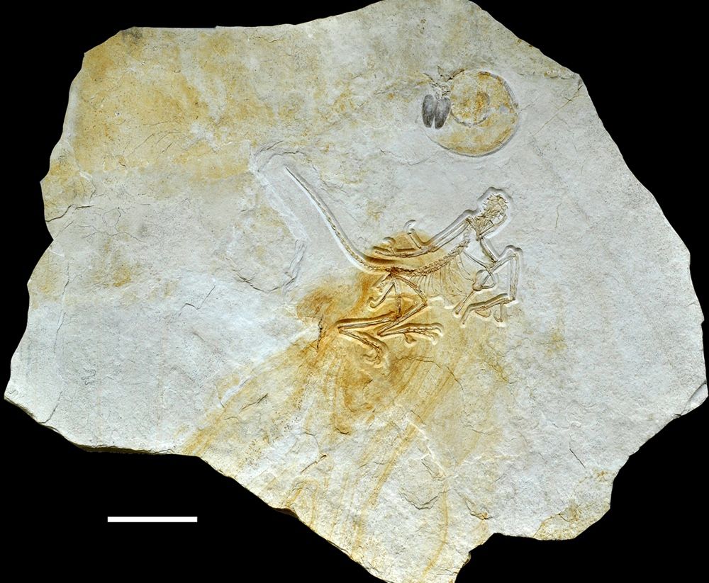Oldest Fossil of 'Missing Link' Dinosaur Discovered in Germany | Live ...