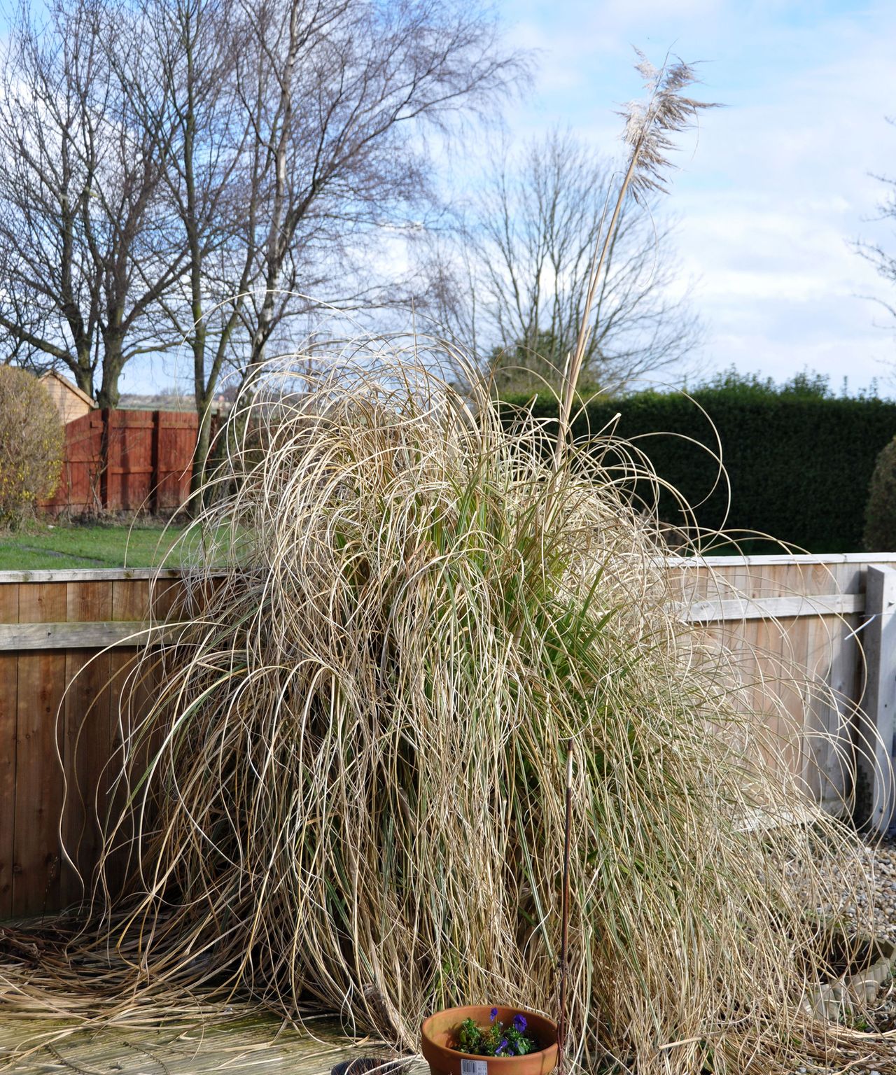 Pruning pampas grass: how and when to complete this task | Gardeningetc