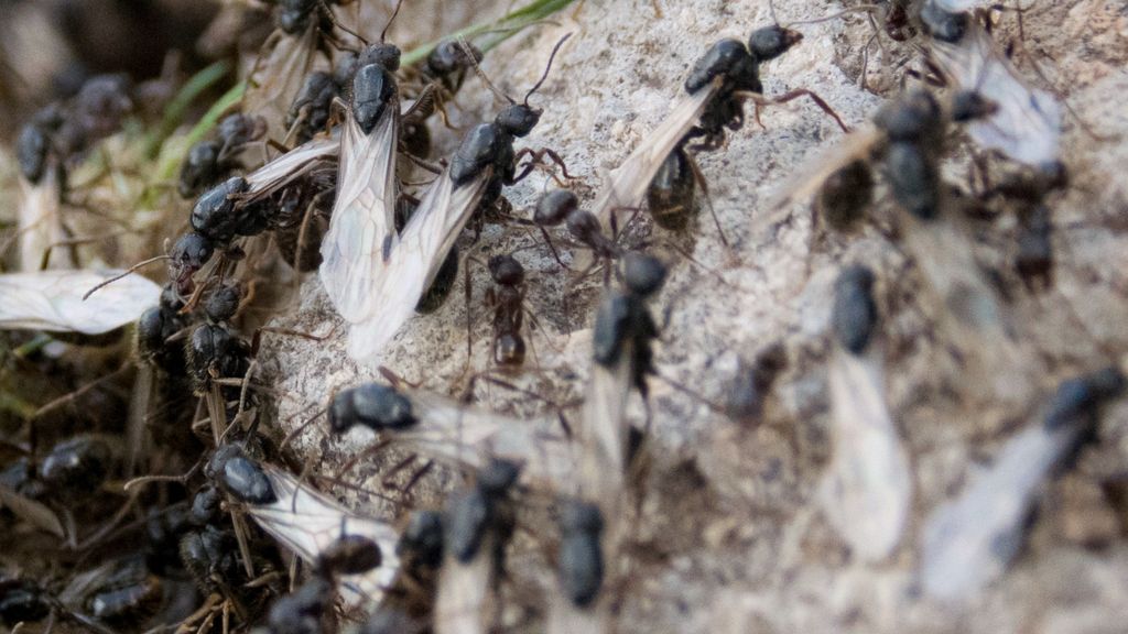 Flying ants are about to swarm this summer — use these 5 tips to get ...