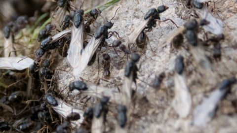 Flying ants are about to swarm this summer — use these 5 tips to get ...