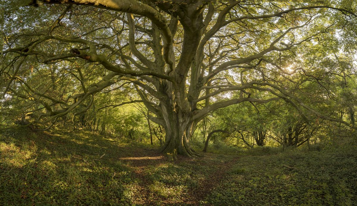 10 pro tips for tremendous treescapes: take amazing tree landscapes ...