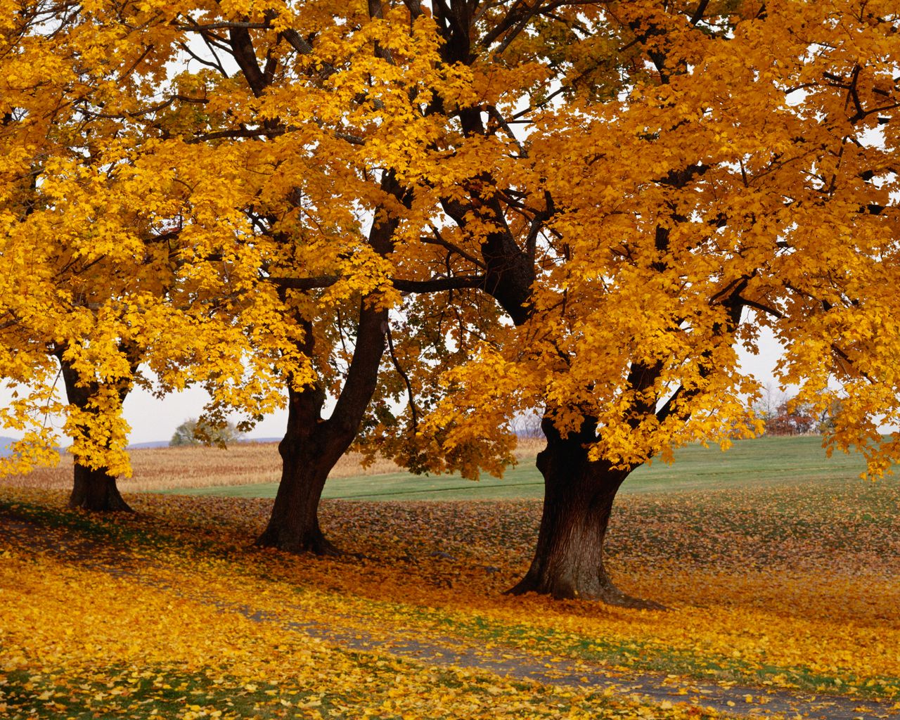 How Early Can You Use a Leaf Blower? Etiquette Tips for Fall ...