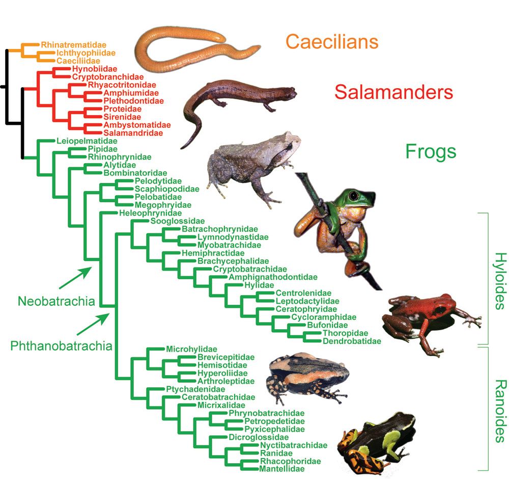 Photos: The New Amphibian Tree of Life | Live Science