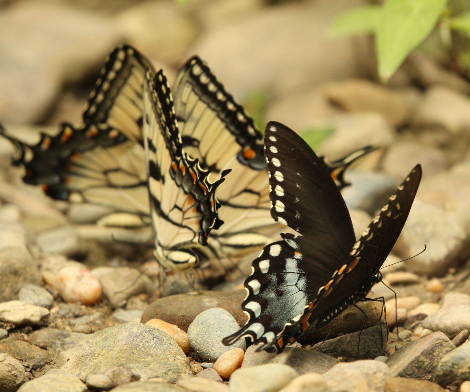Butterfly puddlers: a guide to butterfly watering stations | Homes and ...