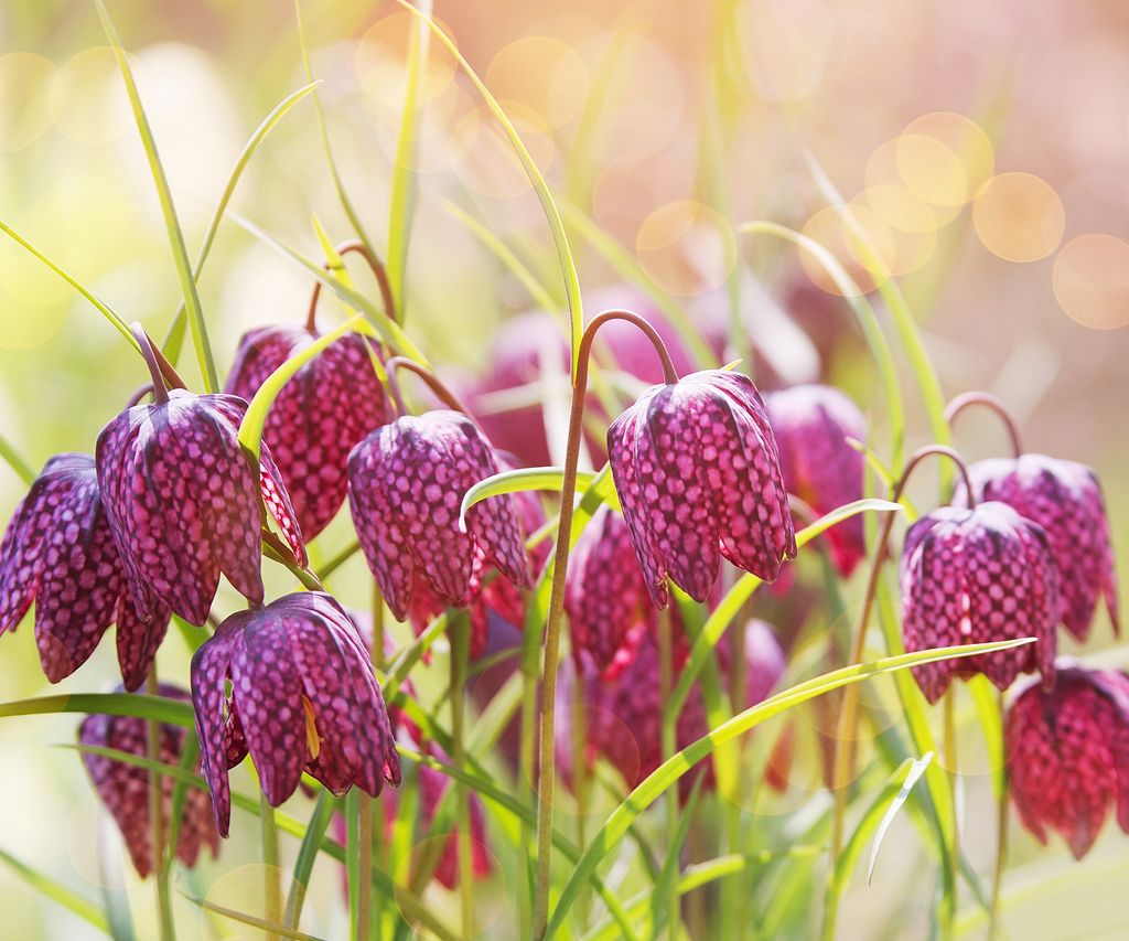 Plants for wet soil: 16 varieties for damp places | Homes and Gardens