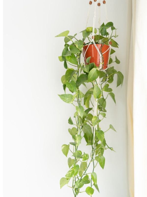How To Propagate Pothos Plants: A Simple How-To Guide | Gardening Know How