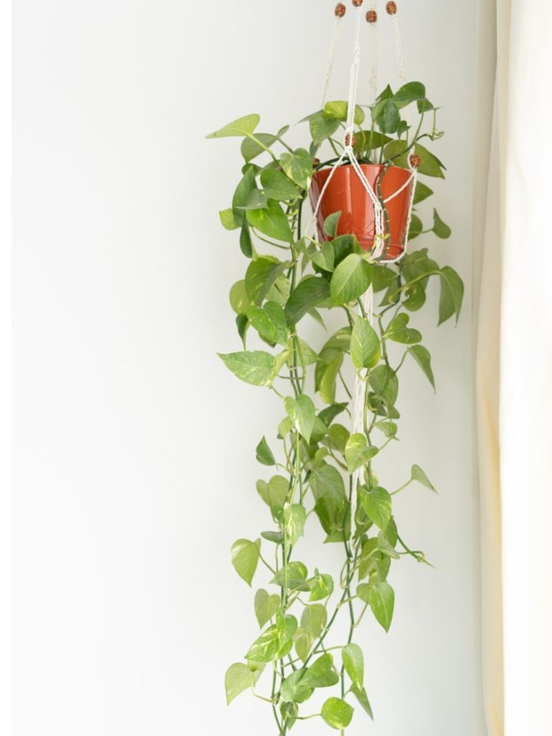 How To Propagate Pothos Plants: A Simple How-To Guide | Gardening Know How