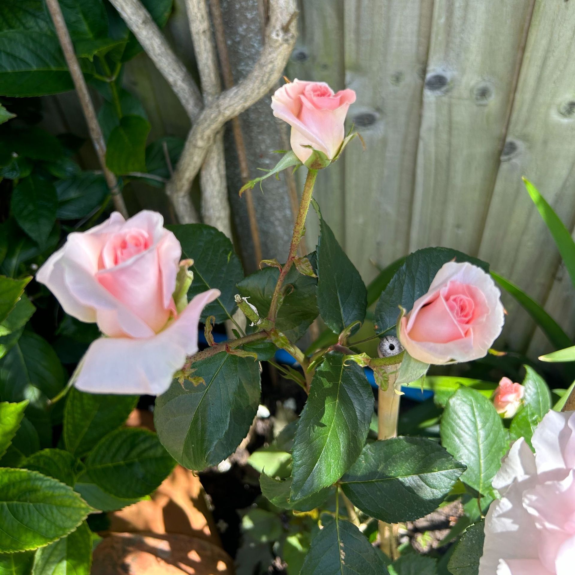 3 reasons your roses are falling off the plant too fast | Ideal Home