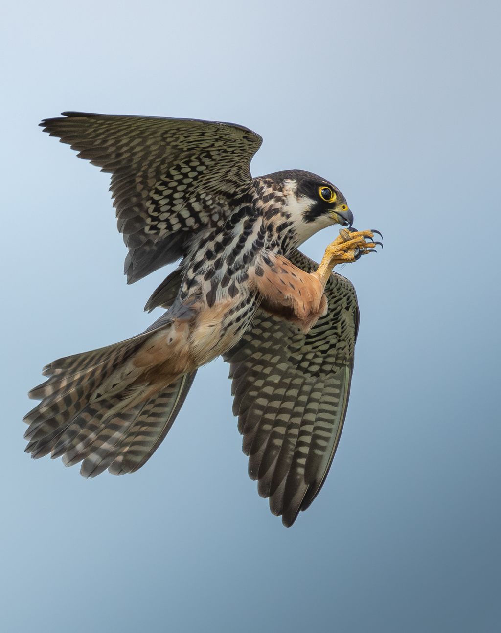 15-year-old photographer wins major wildlife award with decade-old DSLR ...