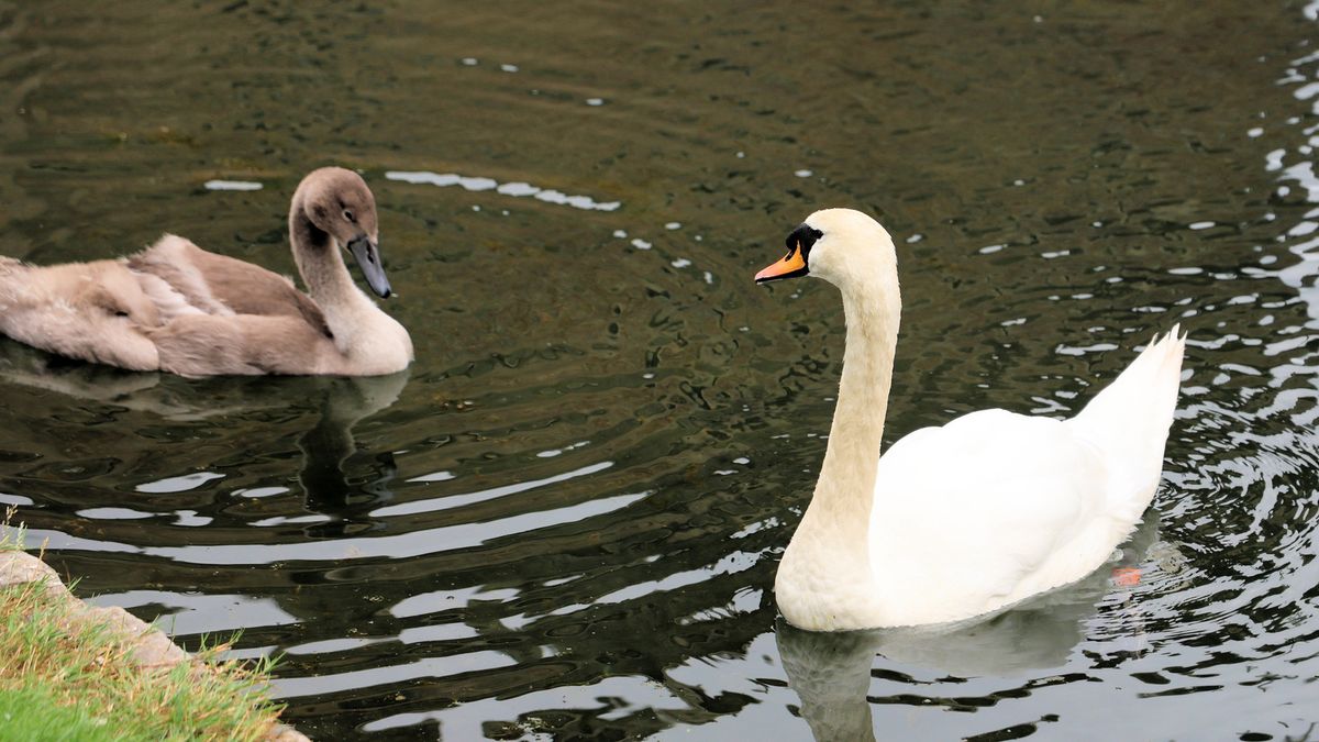 Canon EOS R8 review | Tom's Guide