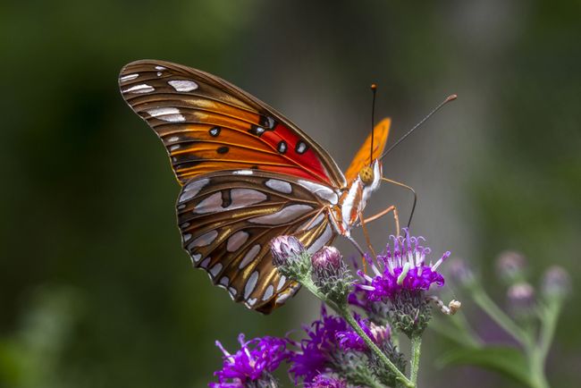 Gallery: 'Insects Unlocked' Collection Shares Free Bug Photos | Live ...