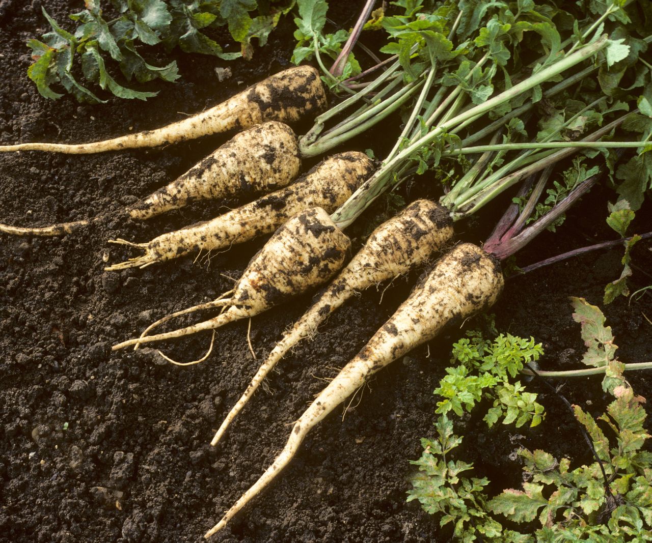 How to grow parsnips: expert tips for these root vegetables | Homes and ...