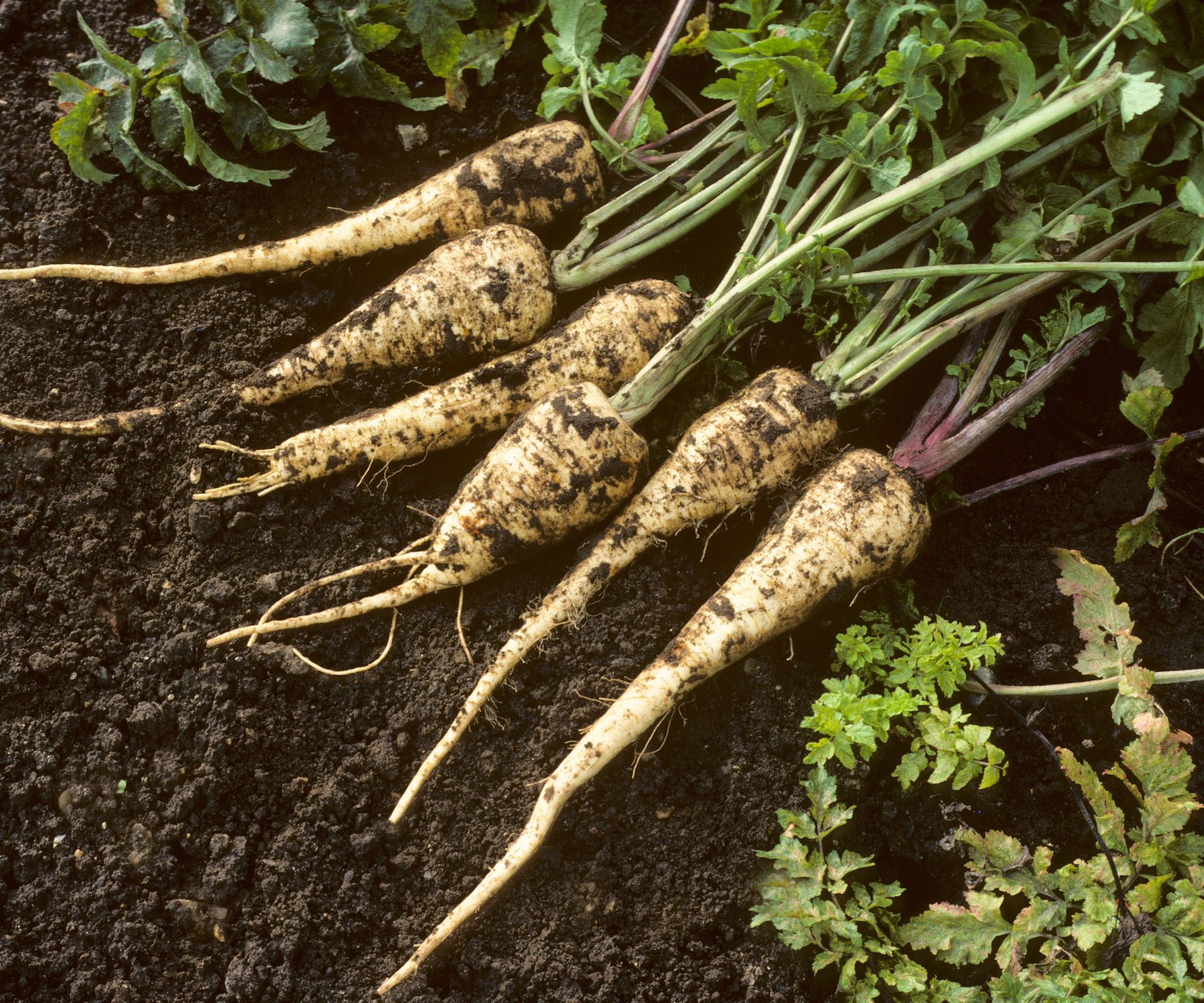 How to grow parsnips: expert tips for these root vegetables | Homes and ...